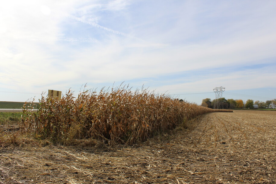 From Harvest to Highway Safety: How Standing Corn Keeps Iowa Roads ...